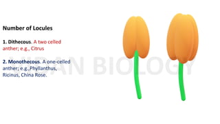 Terminology of plant Taxonomy.pdf
