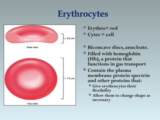 Resealed erythrocytes | PPT