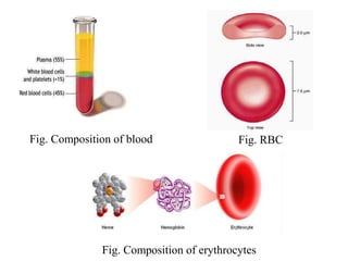 Resealed erythrocytes | PPT