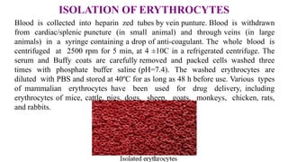 Resealed erythrocytes | PPTX | Blood Disorders | Diseases and Conditions