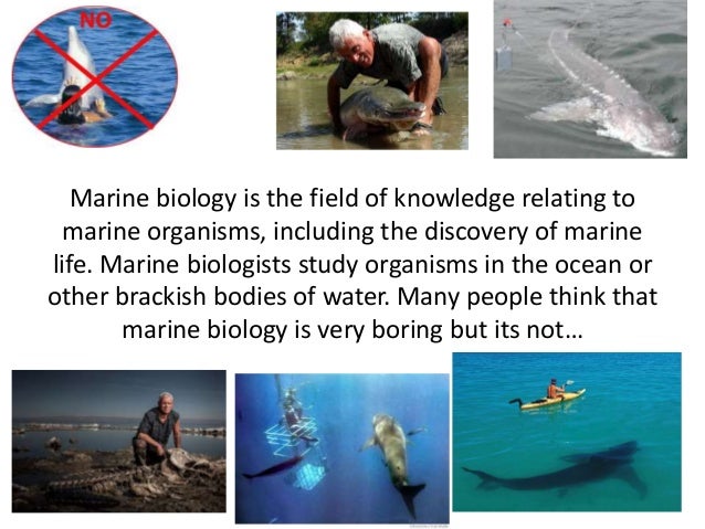 Marine Biologist