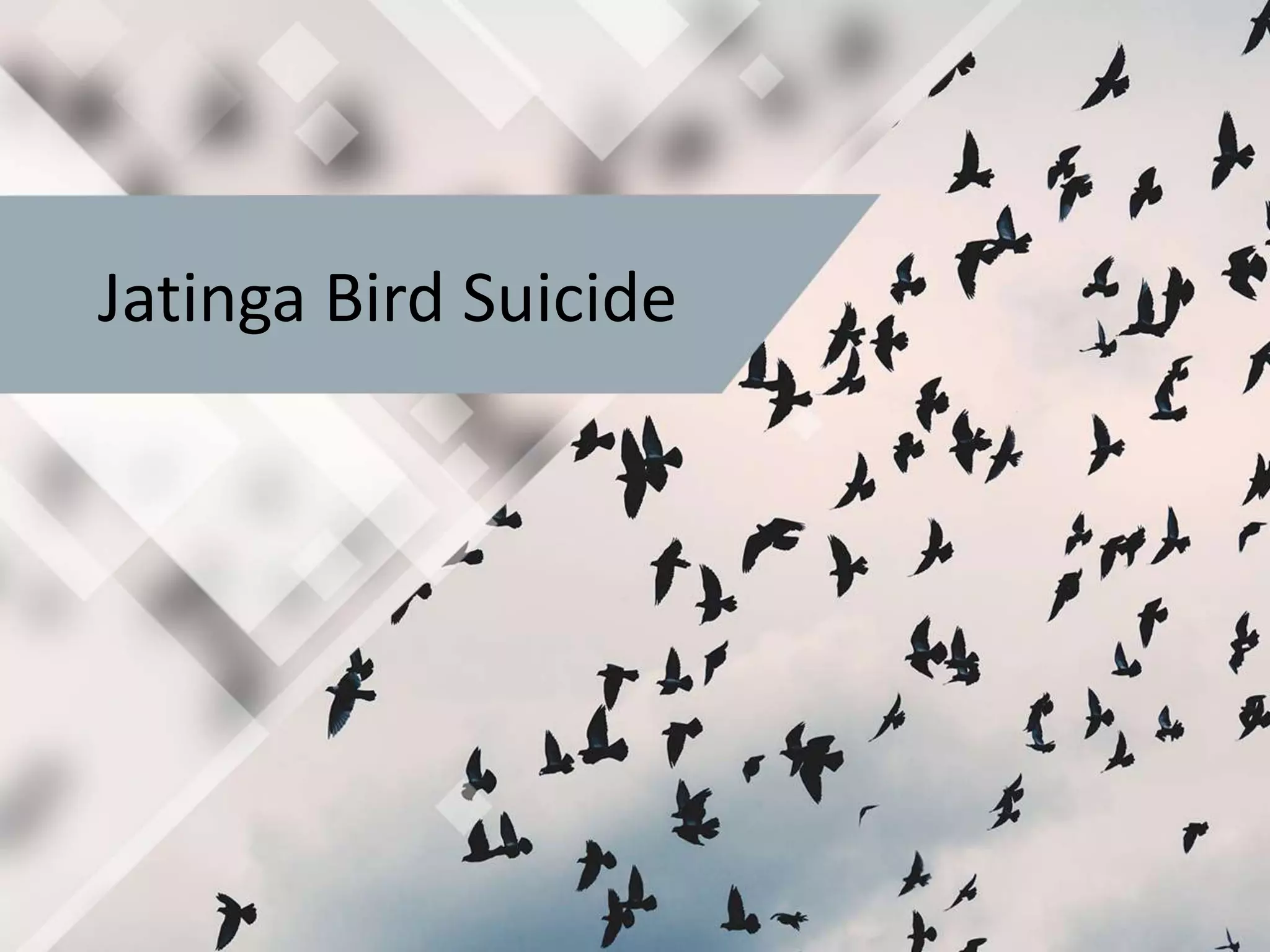The Mysterious Bird Suicide | PPT