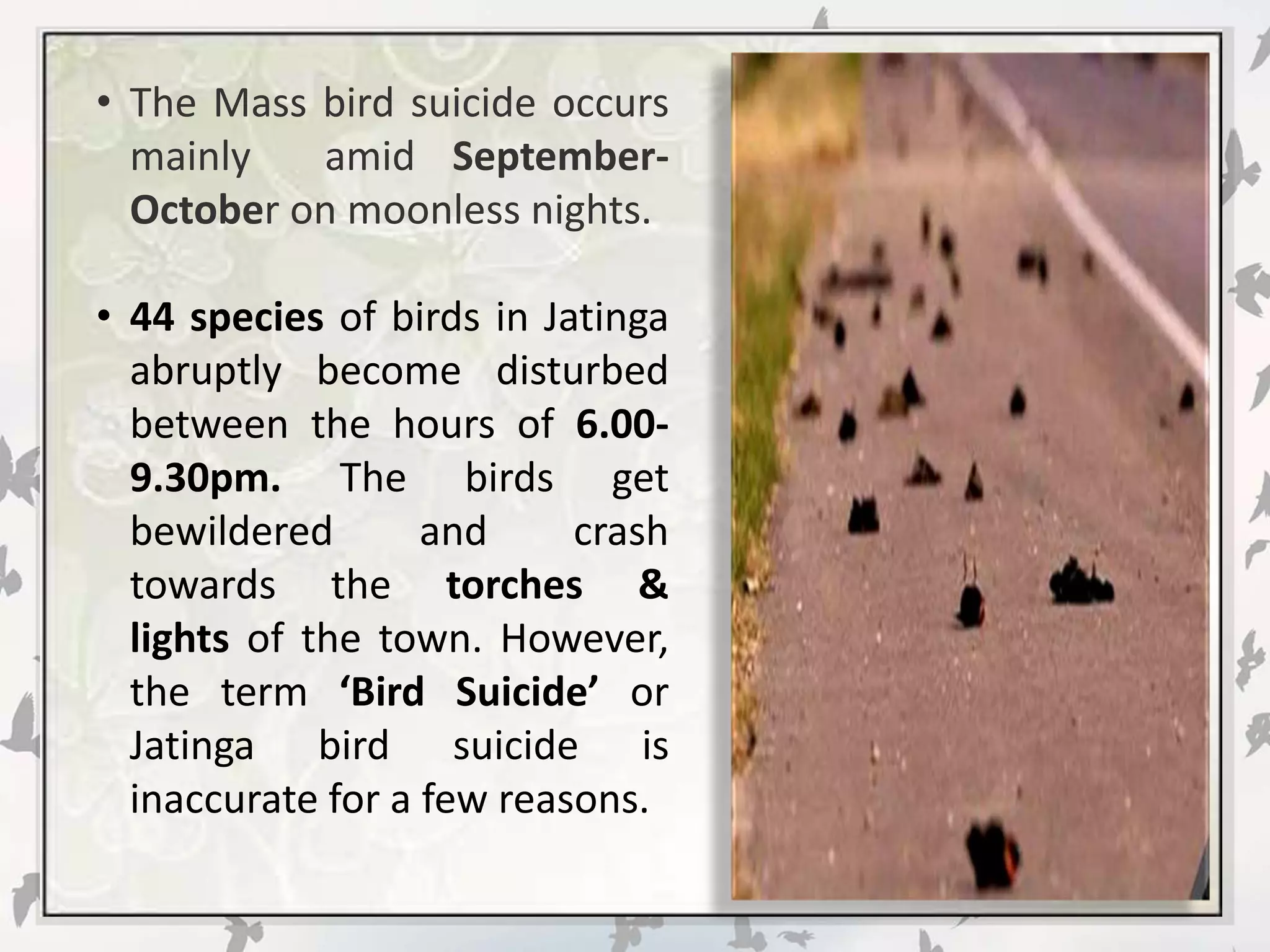 The Mysterious Bird Suicide | PPT