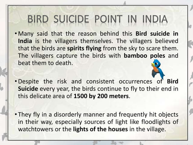 The Mysterious Bird Suicide | PPT