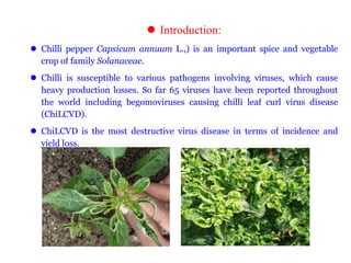 RESEARCH -WPS Office.pptx