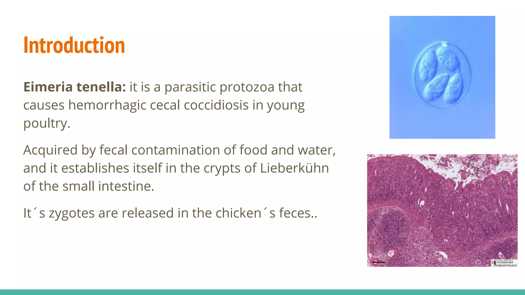 DNA vaccines from Eimeria tenella to treat coccidiosis | PPTX