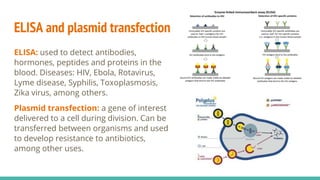 DNA vaccines from Eimeria tenella to treat coccidiosis | PPT