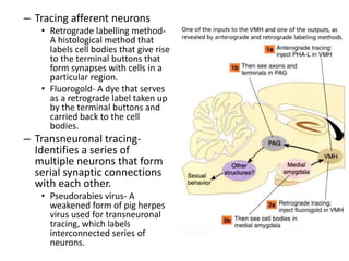 Research Methods.pptx
