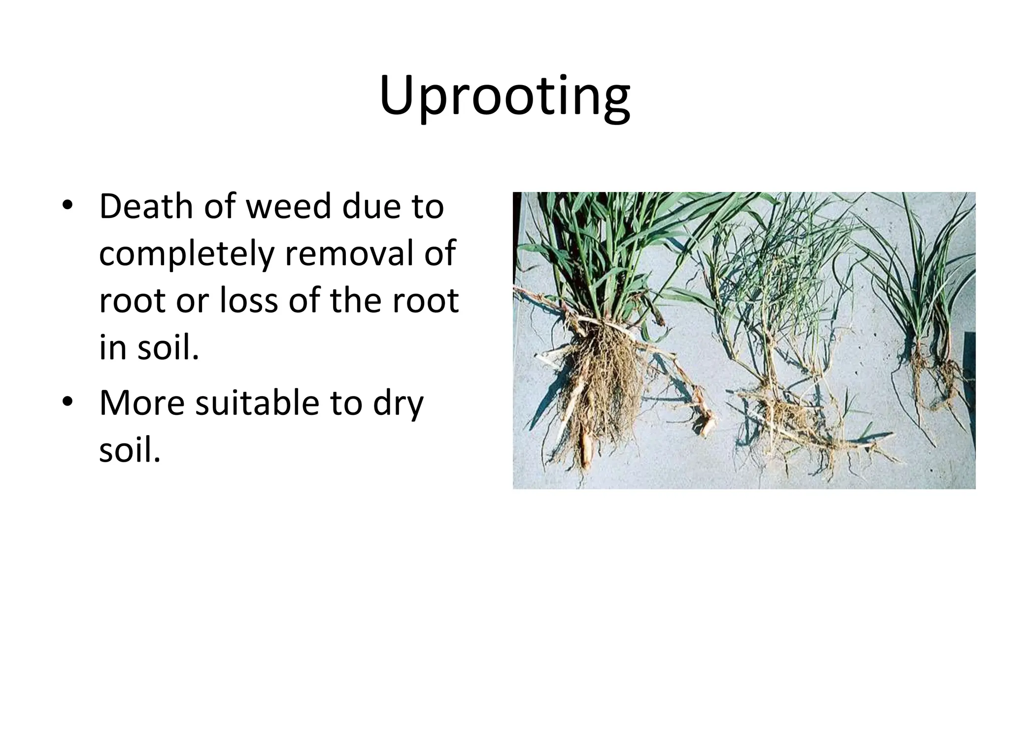 research on mechanical weeder and its method.pptx