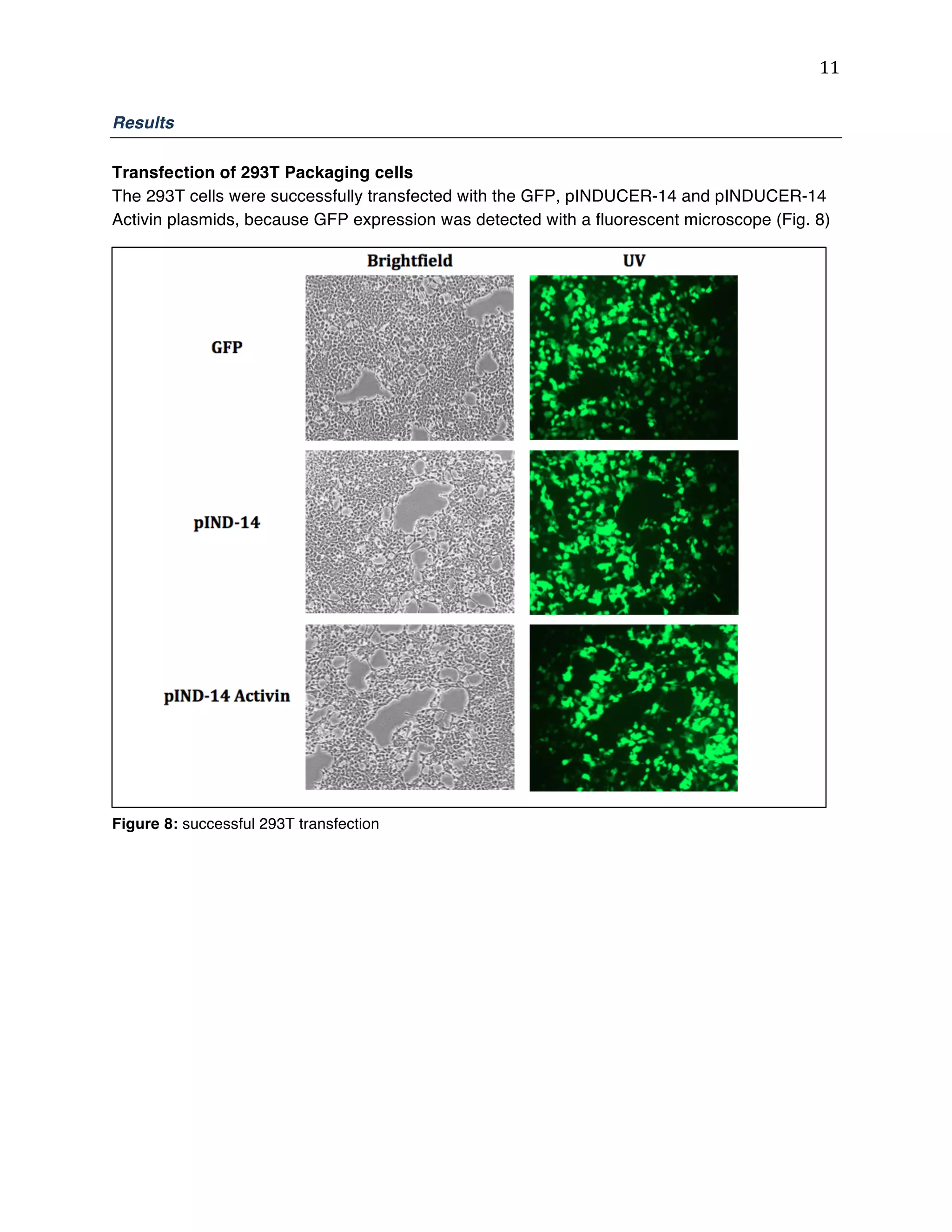 Generation of an Activin-Inducible Mouse Mammary Epithelial Model ...