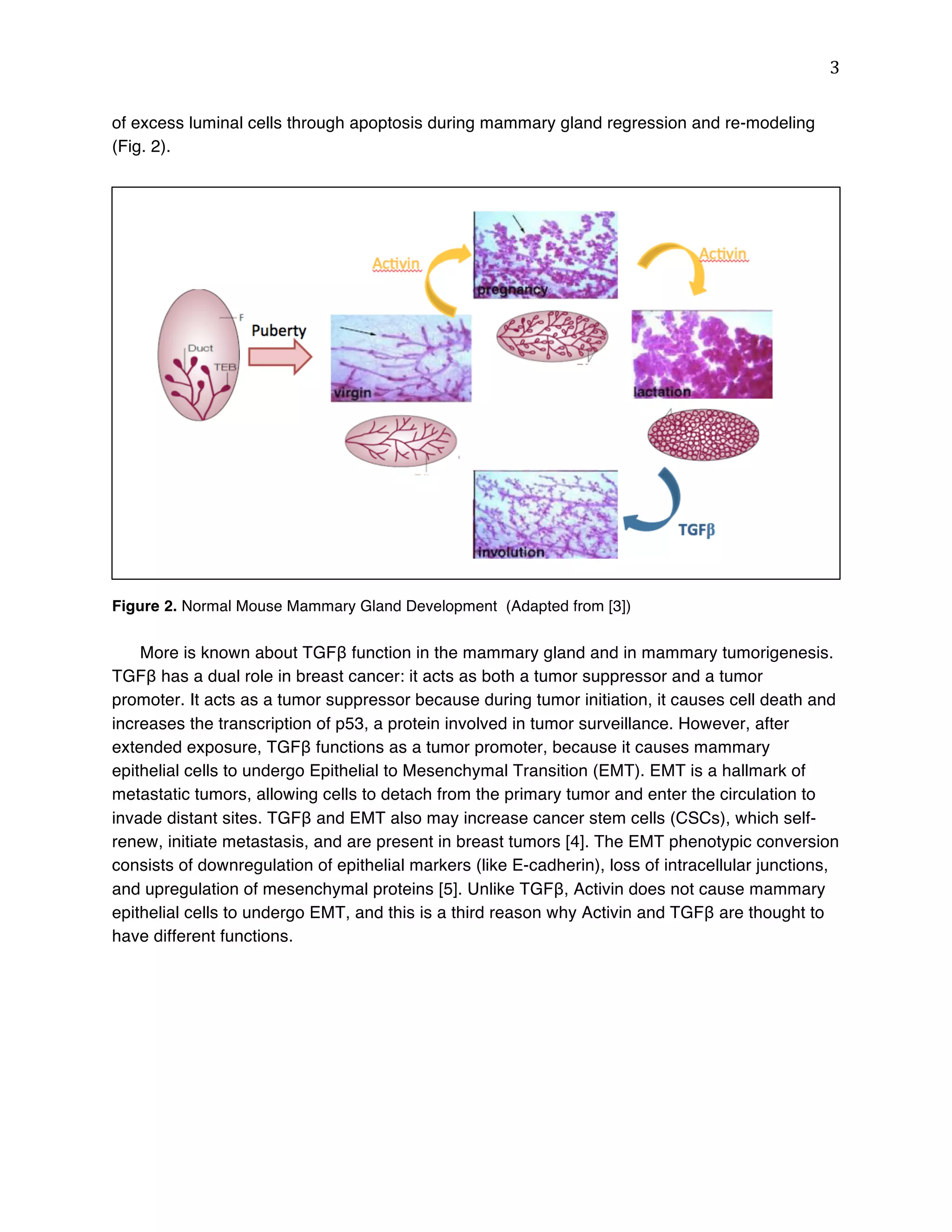 Generation of an Activin-Inducible Mouse Mammary Epithelial Model ...