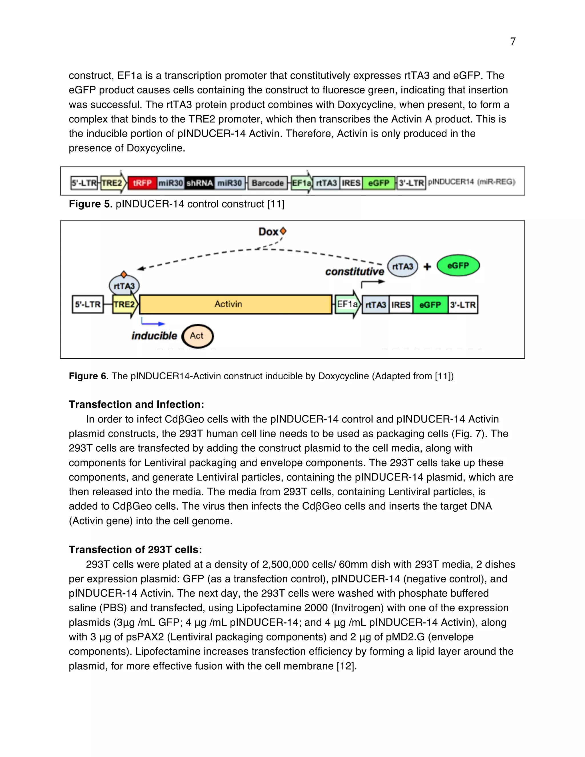 Generation of an Activin-Inducible Mouse Mammary Epithelial Model ...