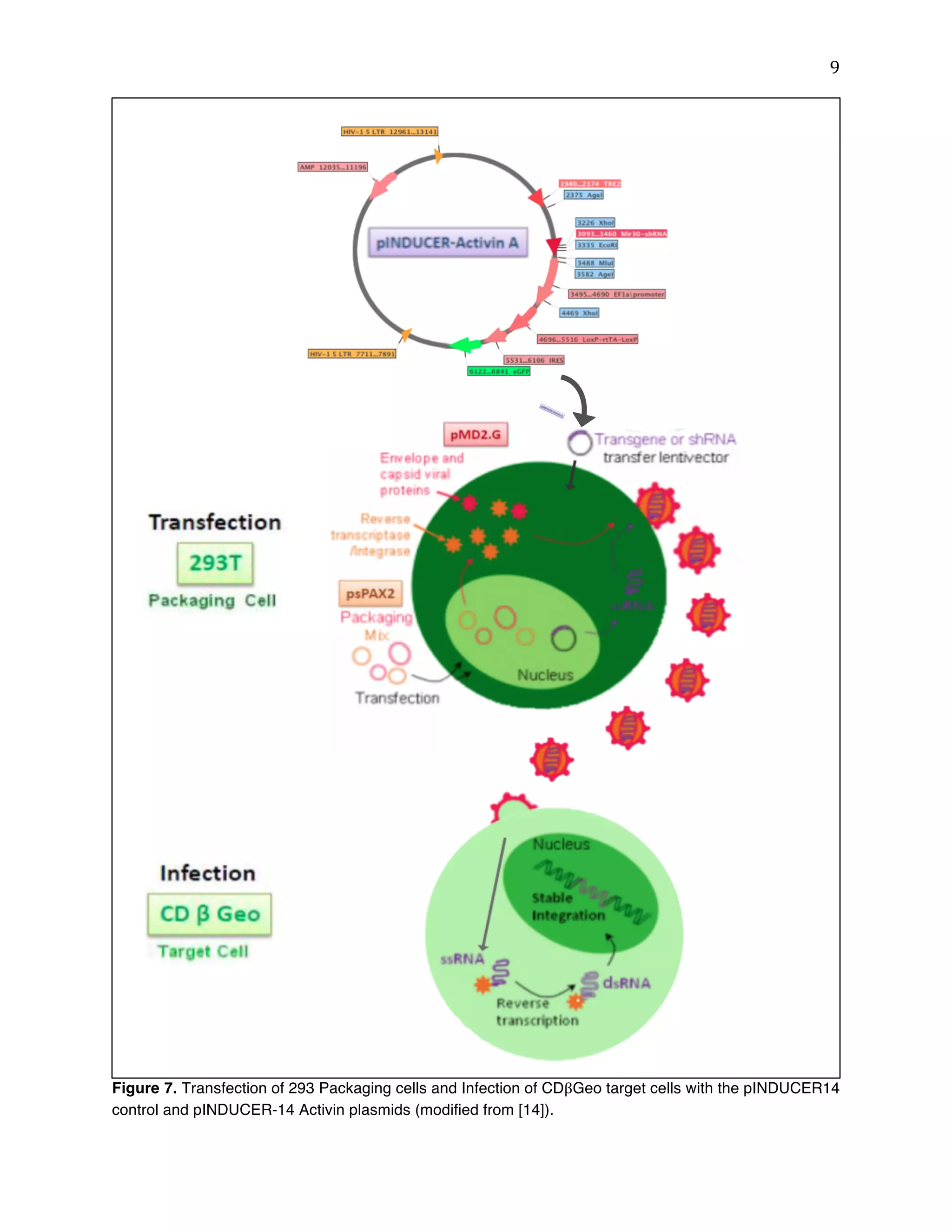 Generation of an Activin-Inducible Mouse Mammary Epithelial Model ...
