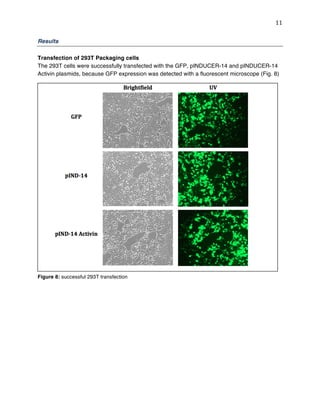 Generation of an Activin-Inducible Mouse Mammary Epithelial Model ...