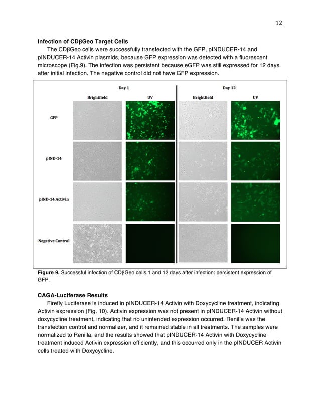 Generation of an Activin-Inducible Mouse Mammary Epithelial Model ...