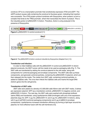 Generation of an Activin-Inducible Mouse Mammary Epithelial Model ...