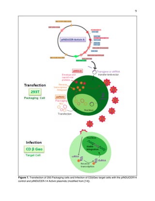 Generation of an Activin-Inducible Mouse Mammary Epithelial Model ...