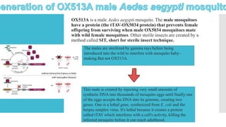 Research plans to release billions of genetically modified | PPT