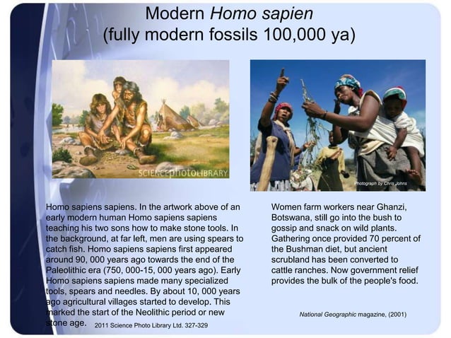 Researchproject humanevolutioniii-110722152715-phpapp01 | PPTX