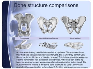Research project - human evolution | PPTX