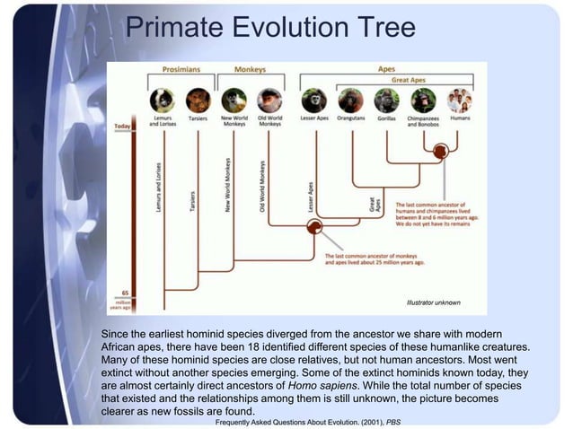 Research project - human evolution | PPTX