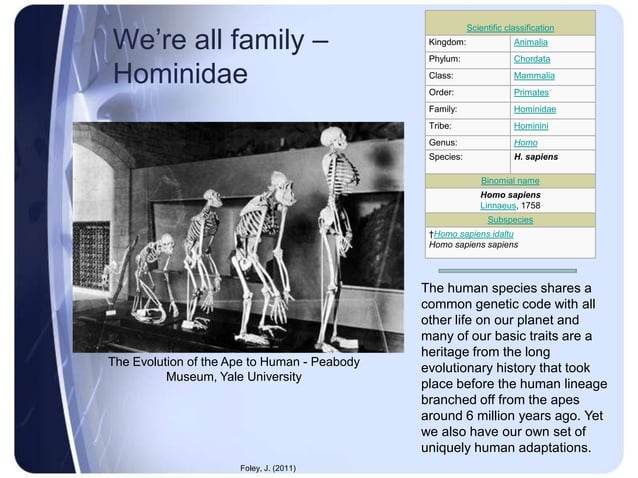 Research project - human evolution | PPTX