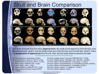 Research project - human evolution | PPTX