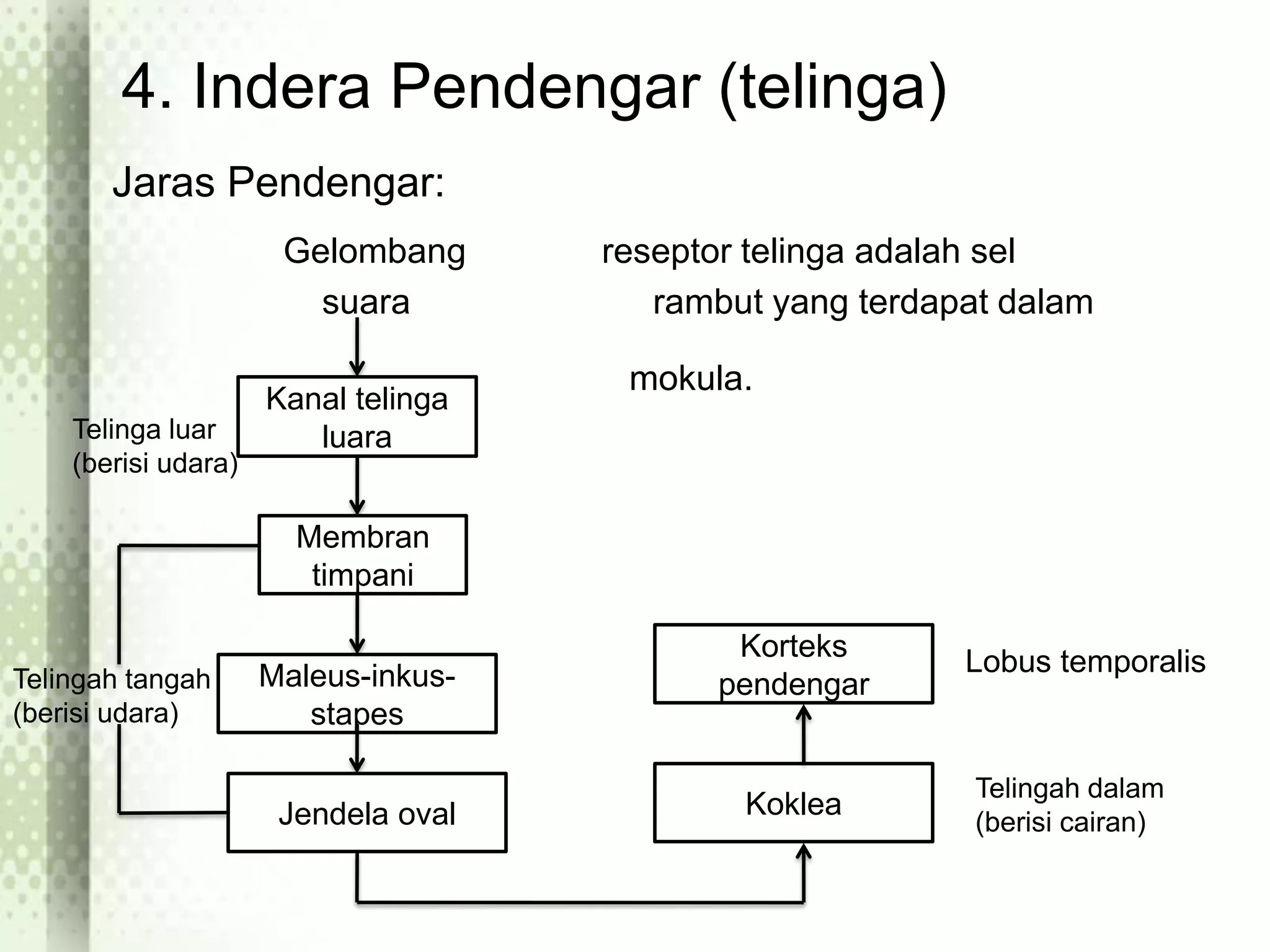 Reseptor dan jaras sistem indera | PPTX