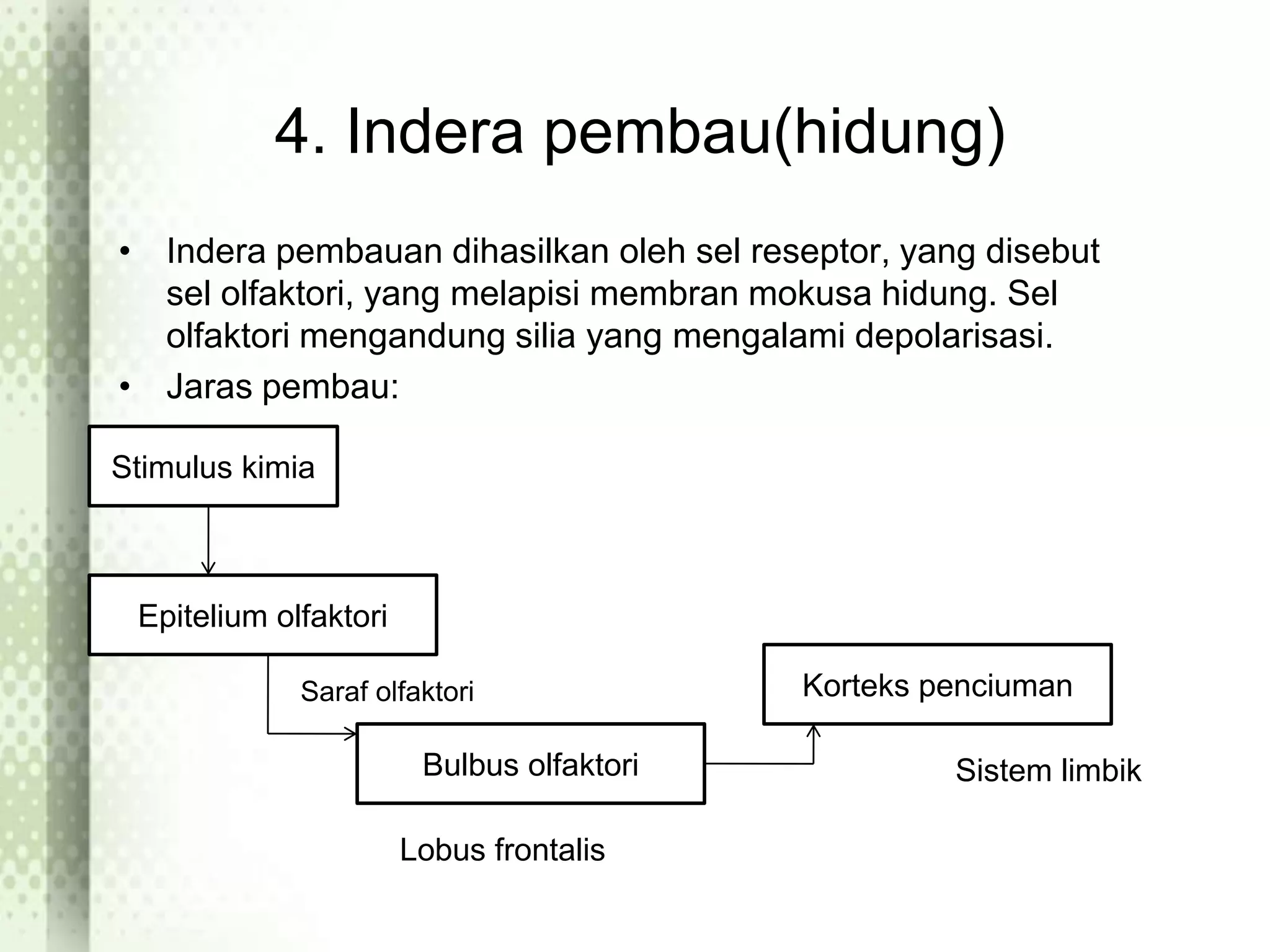 Reseptor dan jaras sistem indera | PPTX