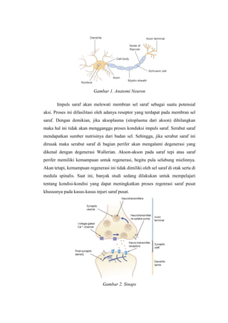 Reseptor neurotransmiter | PDF