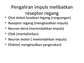 Reseptor regang | PPT