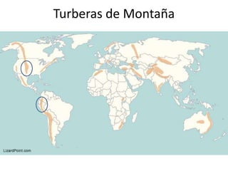 Reservas de carbono y ciclo de carbono de las turberas andinas | PPTX
