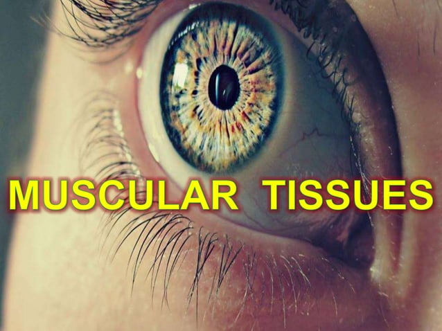 muscular tissue | PPT