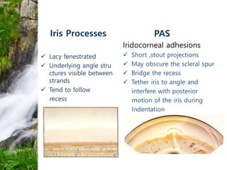 Iris Processes