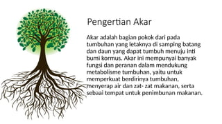 PPT Klp 3 Akar Tumbuhan (Morfologi Perkembangan Tumbuhan) | PPTX