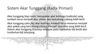 PPT Klp 3 Akar Tumbuhan (Morfologi Perkembangan Tumbuhan) | PPTX