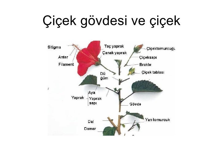 bitkiler