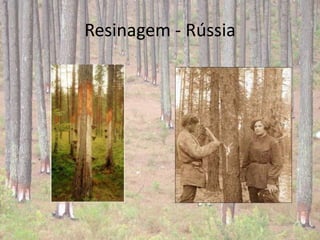 Resina de pinus slides | PPTX