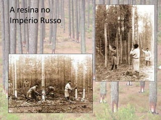 Resina de pinus slides | PPTX