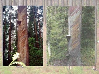 Resina de pinus slides | PPTX