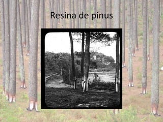 Resina de pinus slides | PPTX