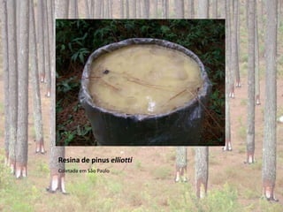 Resina de pinus slides | PPTX