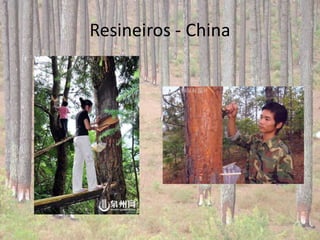 Resina de pinus slides | PPTX