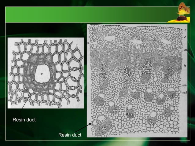 Resins PPT Dr. Shahid Rasool.ppt