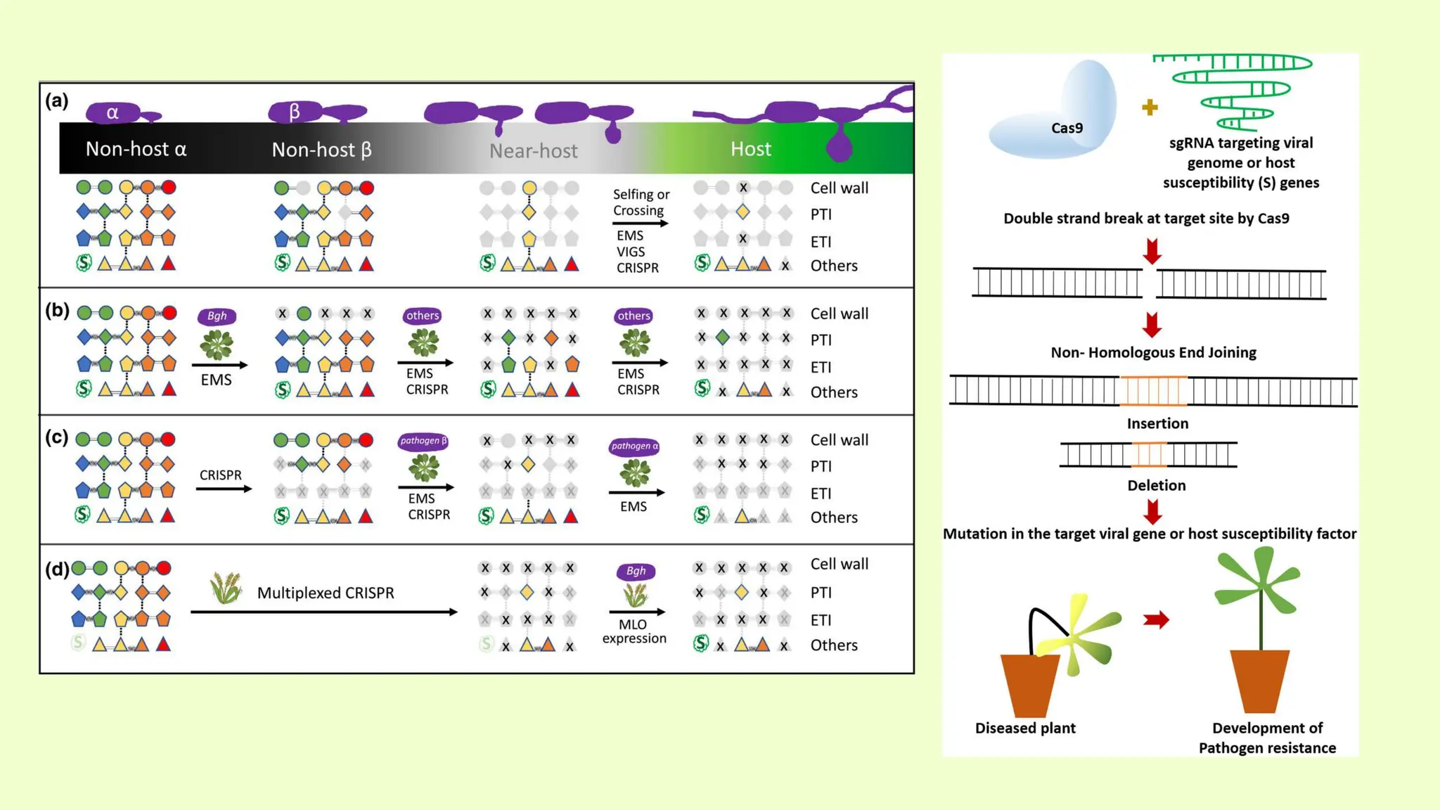 Disease Resistance in plants : Detailed insights on Plant- Pathogen ...