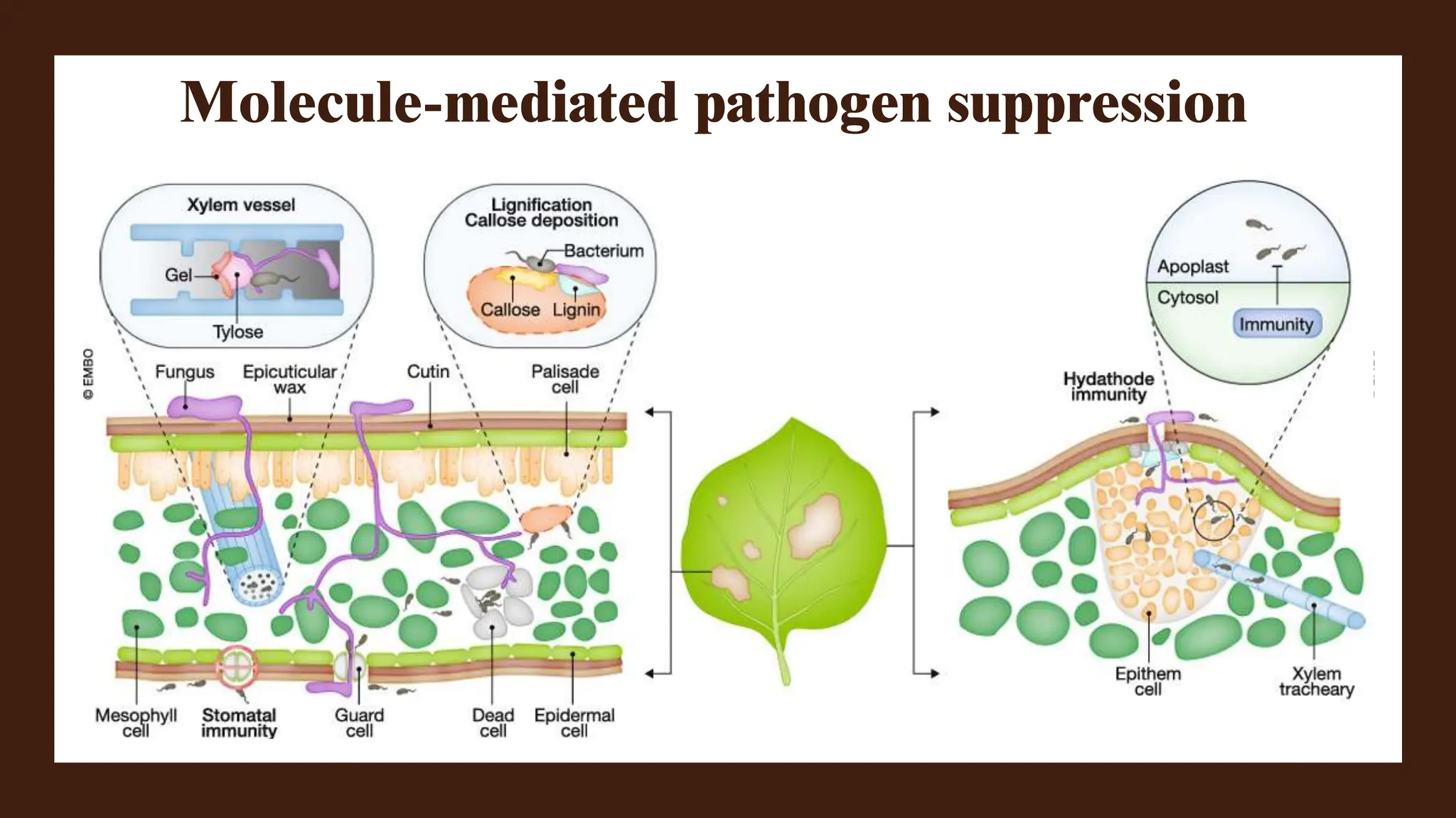 Disease Resistance in plants : Detailed insights on Plant- Pathogen Interaction | PPTX