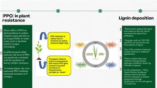 Disease Resistance in plants : Detailed insights on Plant- Pathogen ...