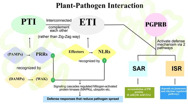 Disease Resistance in plants : Detailed insights on Plant- Pathogen ...