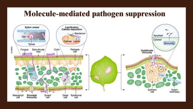 Disease Resistance in plants : Detailed insights on Plant- Pathogen ...