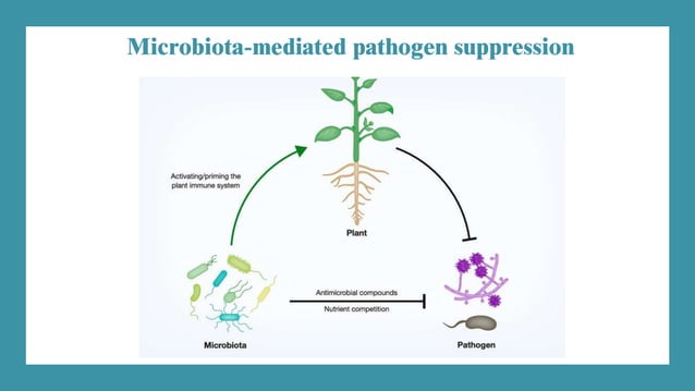 Disease Resistance in plants : Detailed insights on Plant- Pathogen ...